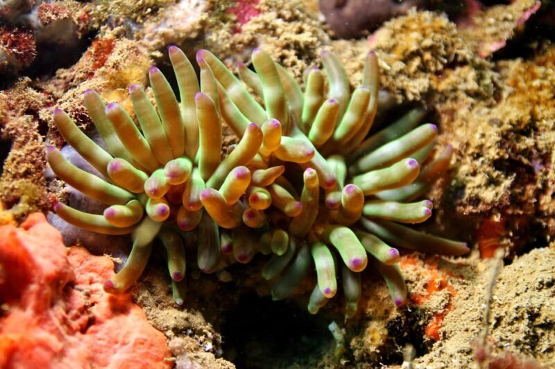 L'Escala: Introductory diving in the Montgri Nature Reserve - Who Should Consider This Experience?