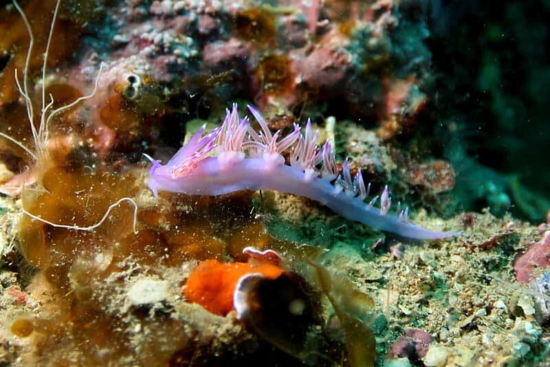 L'Escala: Introductory diving in the Montgri Nature Reserve - The Sum Up