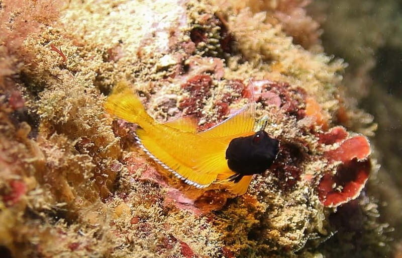 L'Escala: Introductory diving in the Montgri Nature Reserve - FAQ