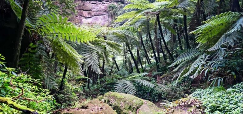 Leshan Giant Buddha Private Tour & Jurassic Expedition - An In-Depth Look at the Tour Experience