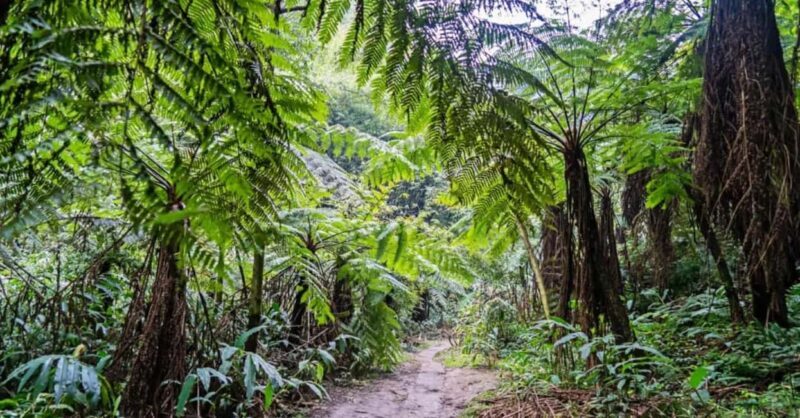 Leshan Giant Buddha Private Tour & Jurassic Expedition - Authentic Experiences That Stand Out