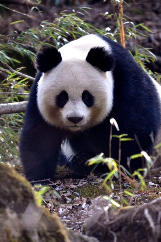 Leshan Grand Buddha Scenic Area and Panda Park Day Tour - An In-Depth Look at the Tour Experience