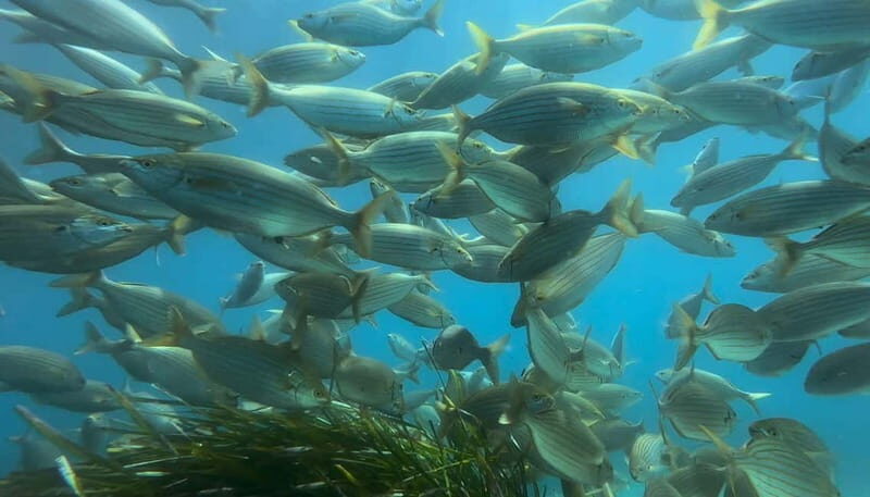 L'Estartit: Medes Islands Cruise with Guided Snorkeling - Final Thoughts