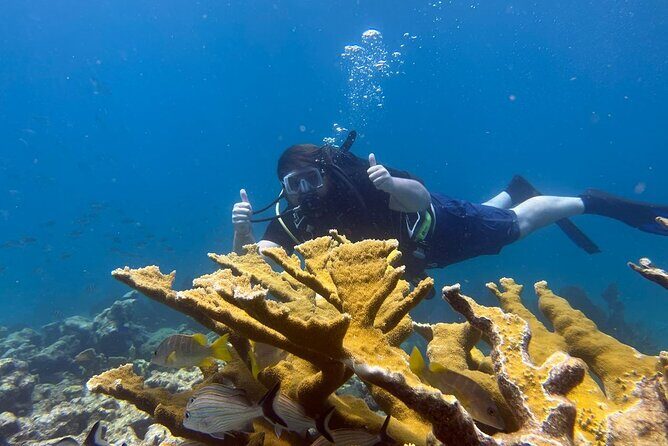 Let it Ride Charters-Private Fishing / Snorkel Combo Key Largo FL - Why This Tour Delivers Value