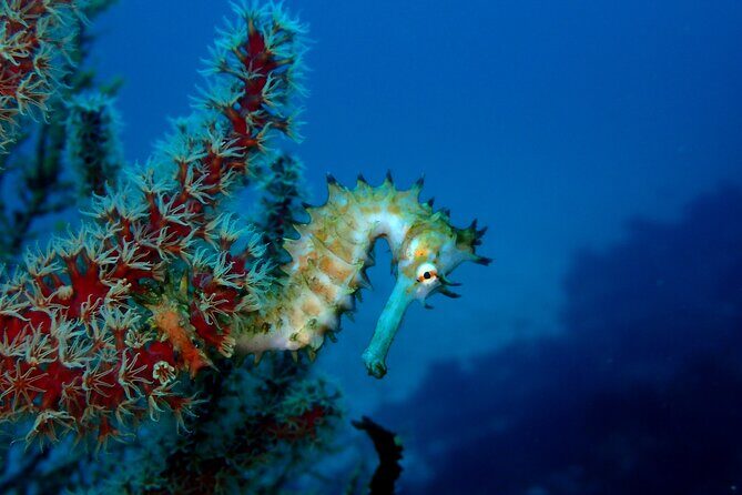 Let's enjoy Scuba diving in Izu Peninsula for certificate Diver - An In-Depth Look at the Izu Peninsula Scuba Experience