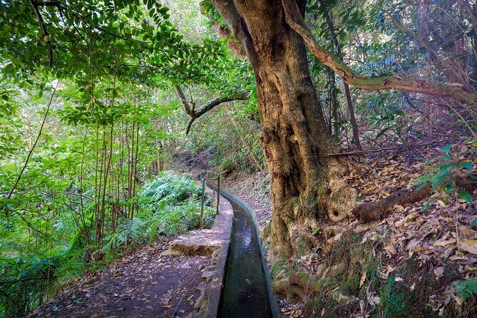 Levada do Rei (PR18) - Through Madeira's Majestic Laurissilva - What Do the Reviews Say?