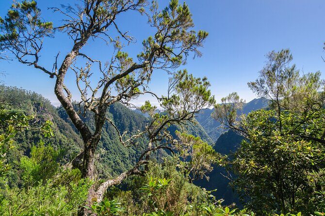 Levada Walk from Ribeiro Frio to Portela - The Sum Up