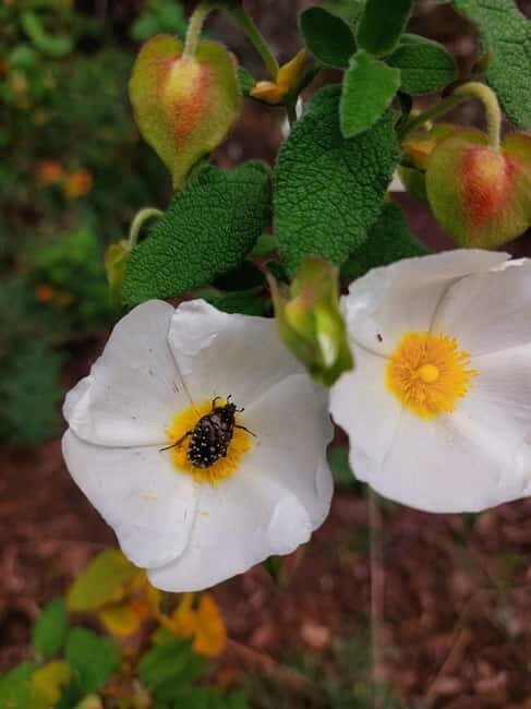 Levanto to Bonassola Hiking Tour: Nature & Wonderful Views - Who Will Love This Tour?