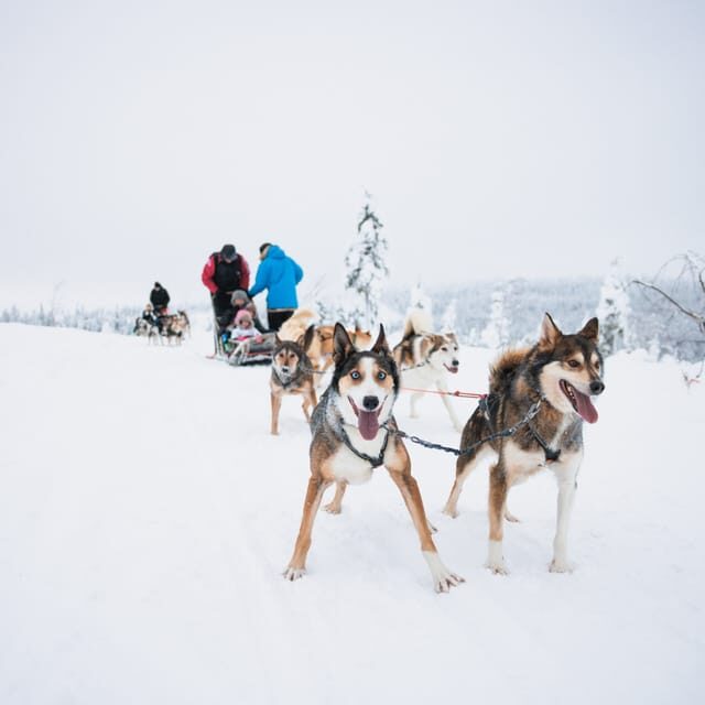 Levi: 15-Kilometres Self-Driving Husky Tour - A Closer Look at the Husky Sled Tour