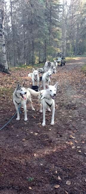 Levi: 2 KM Husky Summer Sledding with wheels - Key Points