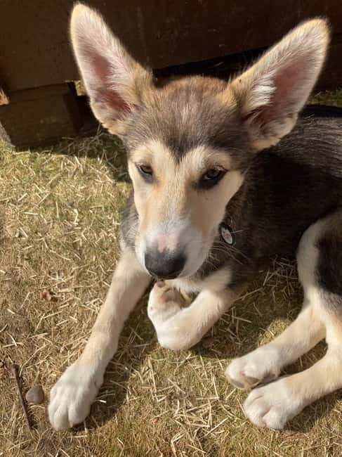 Levi: 2 KM Husky Summer Sledding with wheels - What to Expect from Your Husky Sledding Day