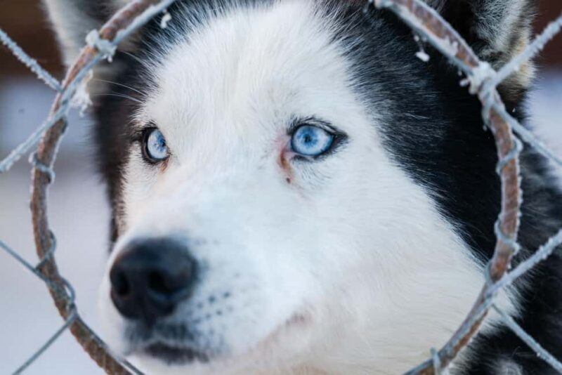 Levi: 2 km Thrilling Husky Sled Ride - Key Points