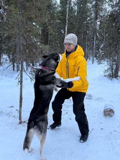 Levi: 2 km Thrilling Husky Sled Ride - The Pickup and Journey to the Camp