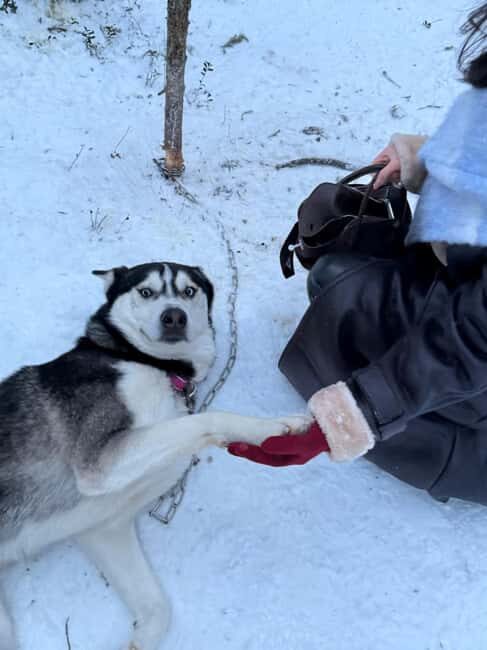 Levi: 2 km Thrilling Husky Sled Ride - The 2 km Sled Ride