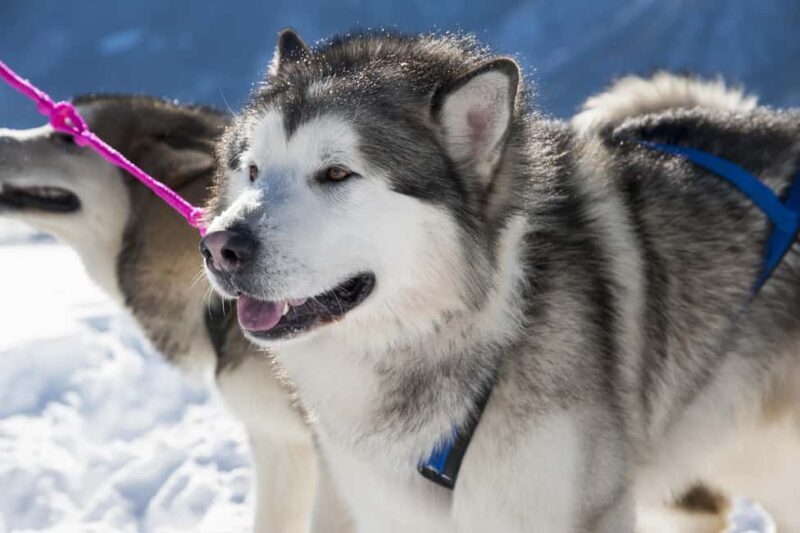 Levi: 2 km Thrilling Husky Sled Ride - Additional Touches