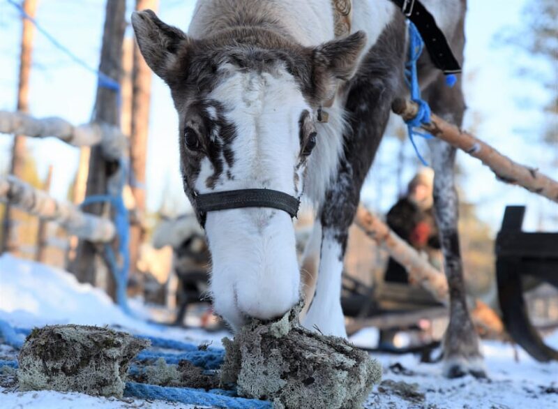 Levi: 3km Reindeer Sleigh Ride in the forest at night - Whats Included and How It Adds Value