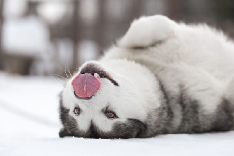 Levi: 7 km Self-Drive Husky Sledding Adventure - Key Points