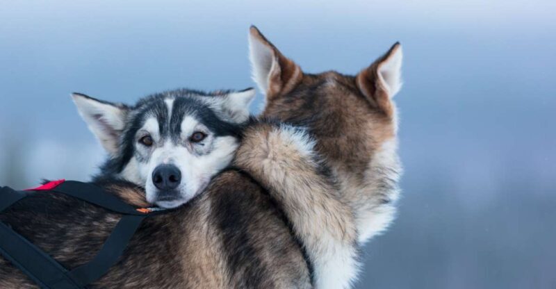 Levi: 7 km Self-Drive Husky Sledding Adventure - The Value of This Experience