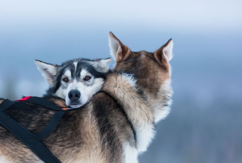 Levi: 7 km Self-Drive Husky Sledding Adventure - Authenticity and Insider Tips