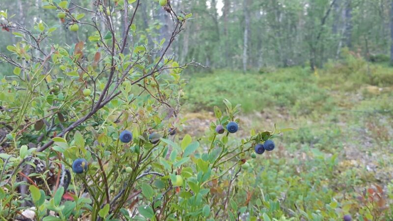Levi: Berry Picking - Superfoods from Nature - An In-Depth Look at the Berries of Lapland