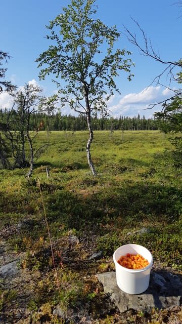 Levi: Berry Picking - Superfoods from Nature - What to Expect During the Tour