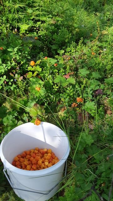 Levi: Berry Picking - Superfoods from Nature - What Travelers Say
