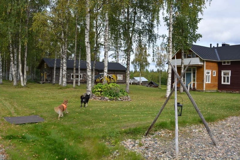 Levi: Canoeing Adventure with Reindeer Farm Visit - Key Points