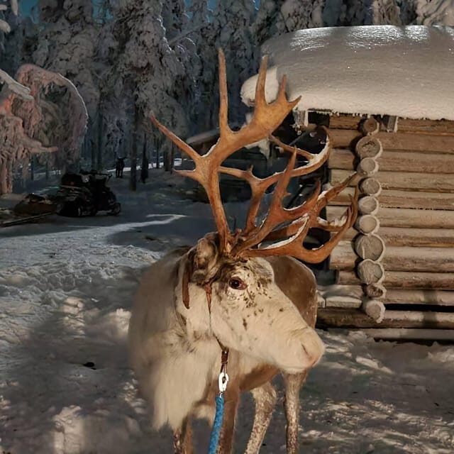 Levi: Canoeing Adventure with Reindeer Farm Visit - Authenticity and Unique Aspects