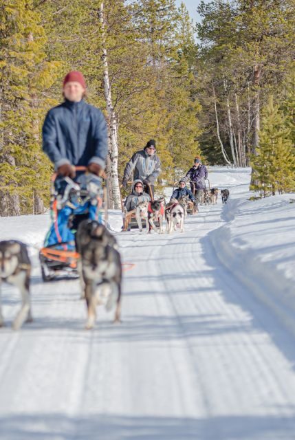 Levi: Evening Husky Sled Ride under the Northern Lights - Key Points