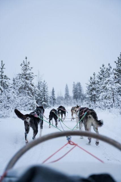 Levi: Evening Husky Sled Ride under the Northern Lights - An Authentic Arctic Adventure in Levi
