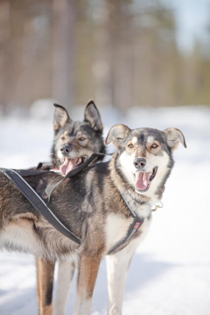 Levi: Guide-driven Husky Safari - A Closer Look at the Husky Safari Experience