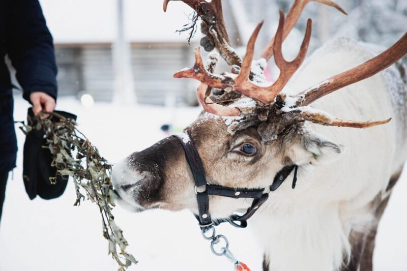 Levi: Husky and Reindeer Farm Visit with Snowmobiling - An In-Depth Look at the Tour Experience