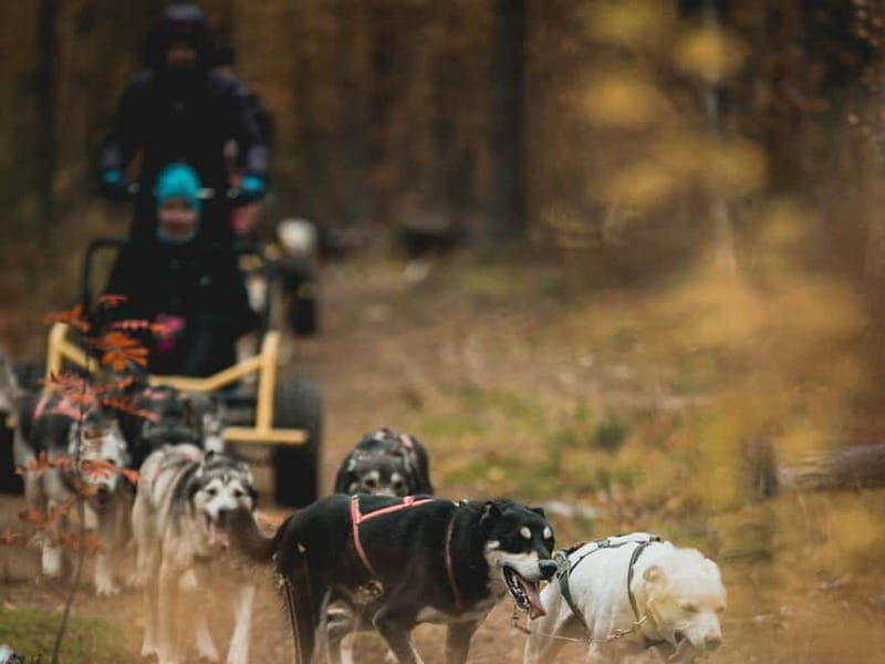 Levi: Husky cart tour- Midnight Sun & Autumn Northern Lights - Key Points