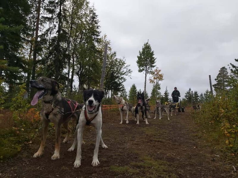 Levi: Husky cart tour- Midnight Sun & Autumn Northern Lights - An In-Depth Look at the Husky Cart Tour in Levi