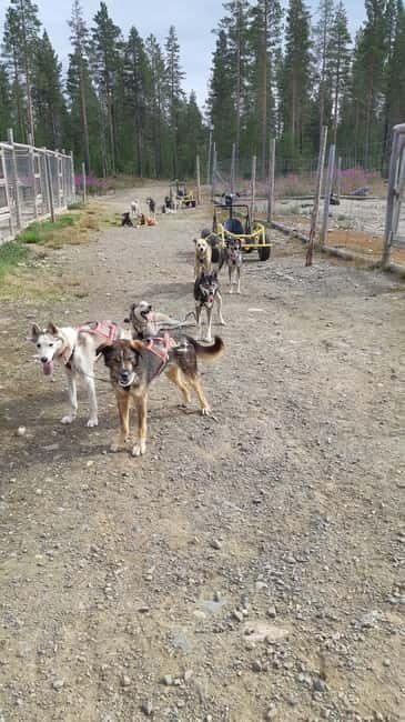 Levi: Husky cart tour- Midnight Sun & Autumn Northern Lights - FAQ
