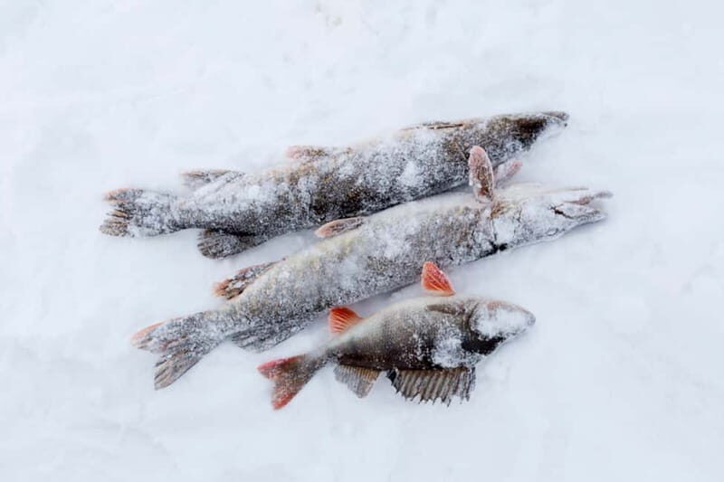 Levi: Ice Fishing by Snowmobile - The Delight of a Wild Picnic & Campfire Experience