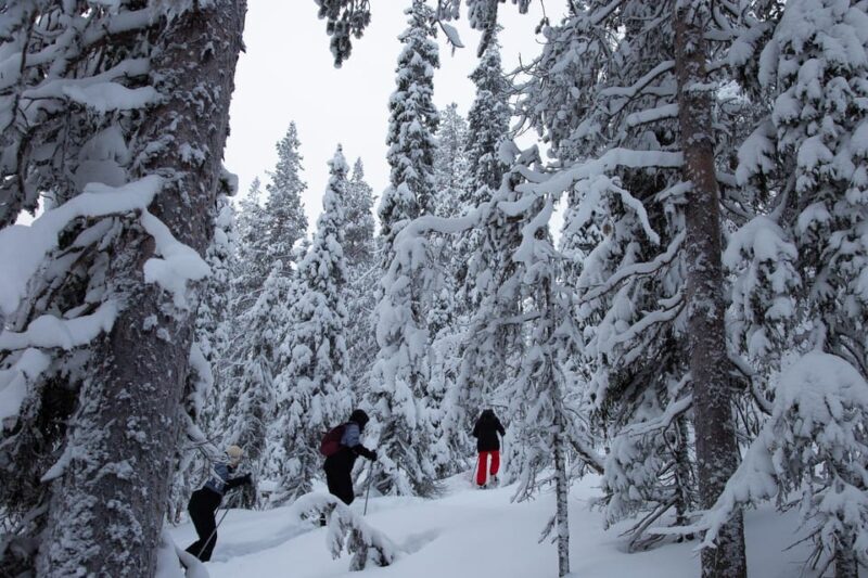 Levi: Lakeside forest snowshoeing - Why It’s a Good Choice for Travelers