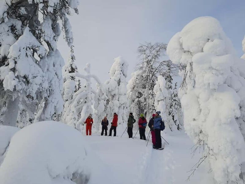 Levi Lapland: Northern Lights Snowshoeing - Key Points