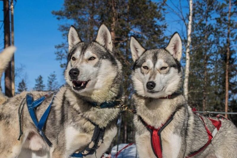 Levi: Lapland Reindeer and Husky Safari - Husky Adventure