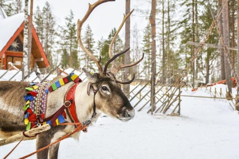 Levi: Lapland Reindeer and Husky Safari - Warmth and Comfort