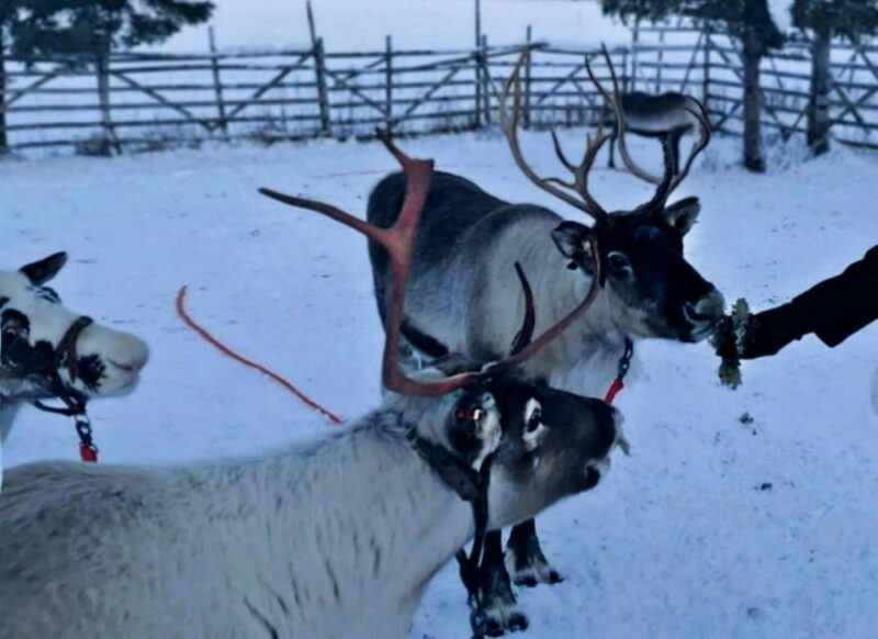 Levi: Lapland Reindeer Safari - Key Points