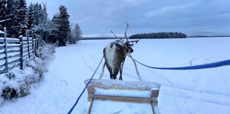 Levi: Lapland Reindeer Safari - Frequently Asked Questions