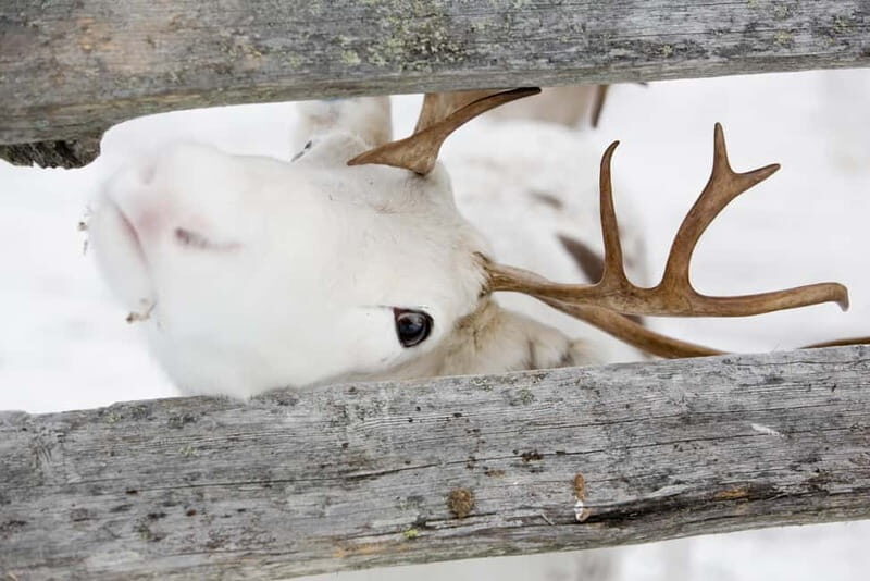 Levi: Lappish Reindeer Sled Ride 3 km - An Authentic Arctic Encounter in Levi