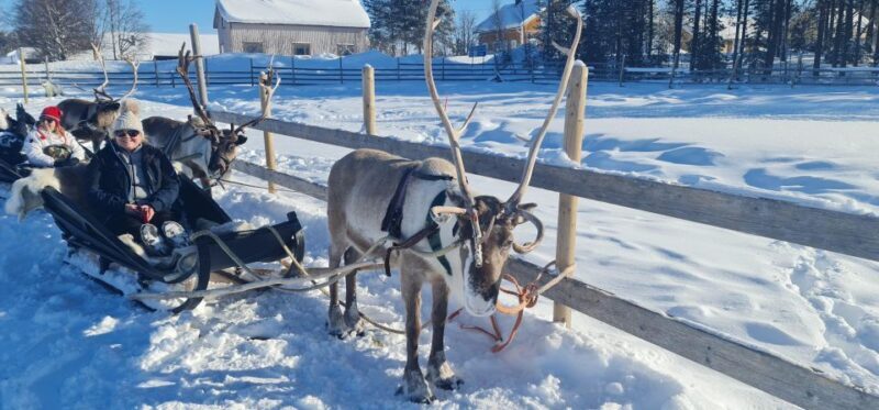 Levi: Lappish Reindeer Sled Ride 3 km - Comfort and Hospitality: Hot Drinks, Pastry, and Cozy Moments