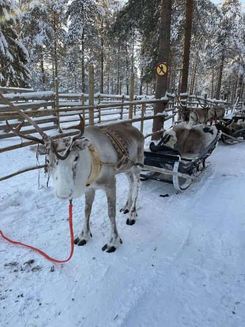 Levi: Meet Reindeer and Visit Husky Kennel - What to Expect at This Lapland Encounter