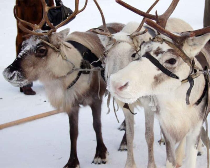 Levi: Meet Reindeer and Visit Husky Kennel - What Travelers Are Saying