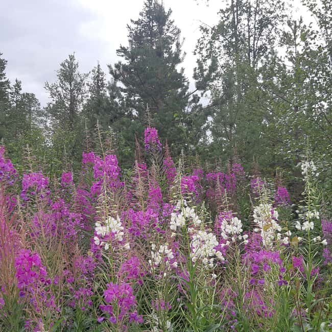 Levi: Nature Walk with Birds, Animals, and Plants - Introduction to the Nature Walk Experience