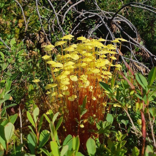 Levi: Nature Walk with Birds, Animals, and Plants - Key Points