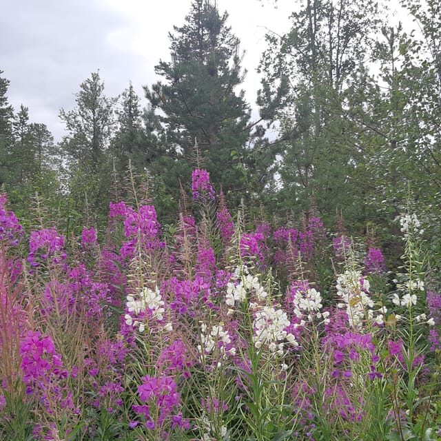 Levi: Nature Walk with Birds, Animals, and Plants - A Closer Look at the Levi Nature Walk