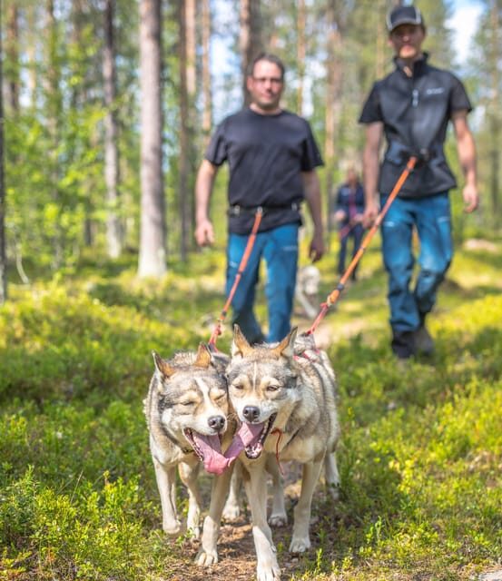 Levi: Nature Walk with Huskies - Learning about the Huskies